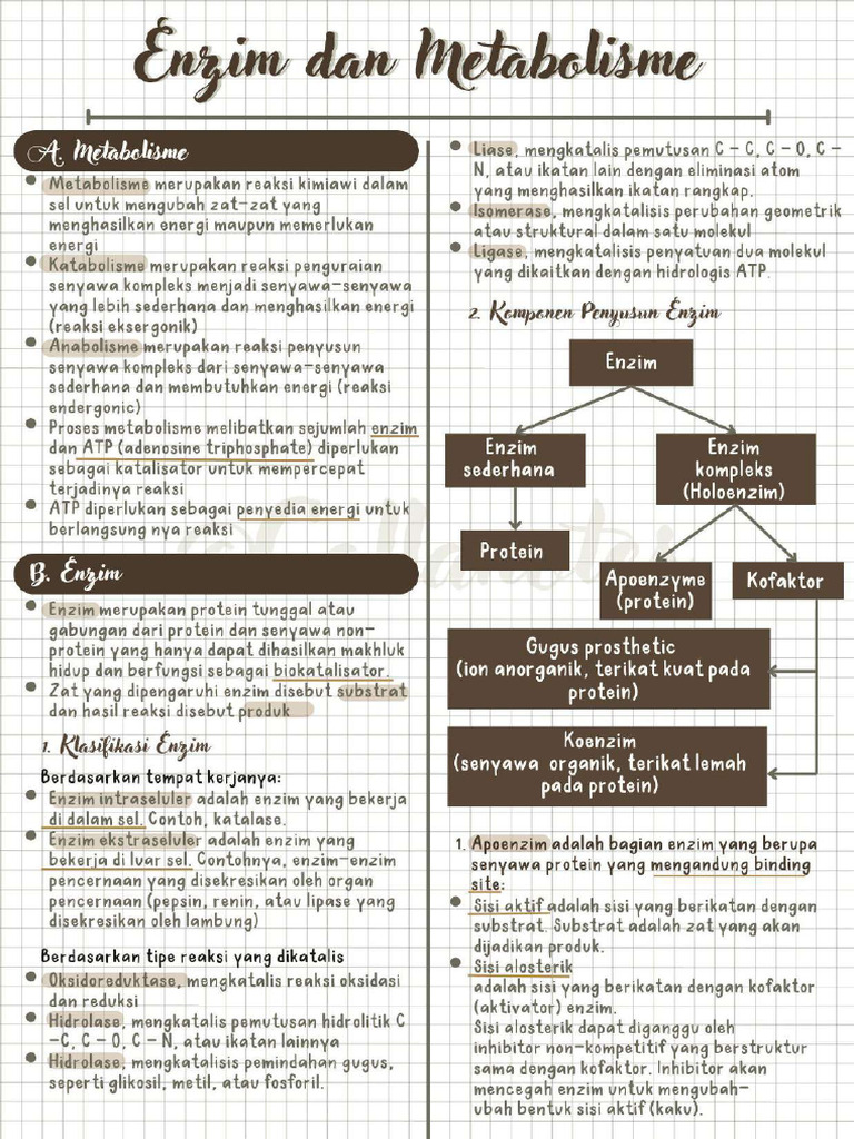 Enzim&metabolisme | PDF