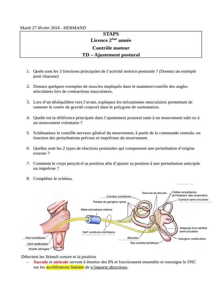 TD2 - Ajustement Postural - Questions | PDF | Musculoskeletal System | Self-Improvement