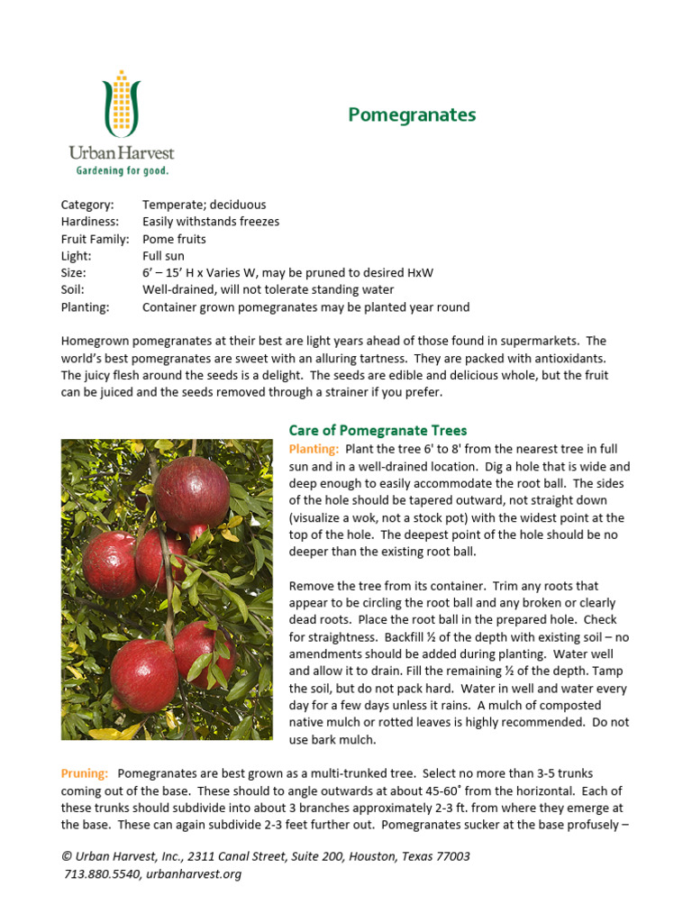 Pomegranates 2020 | PDF
