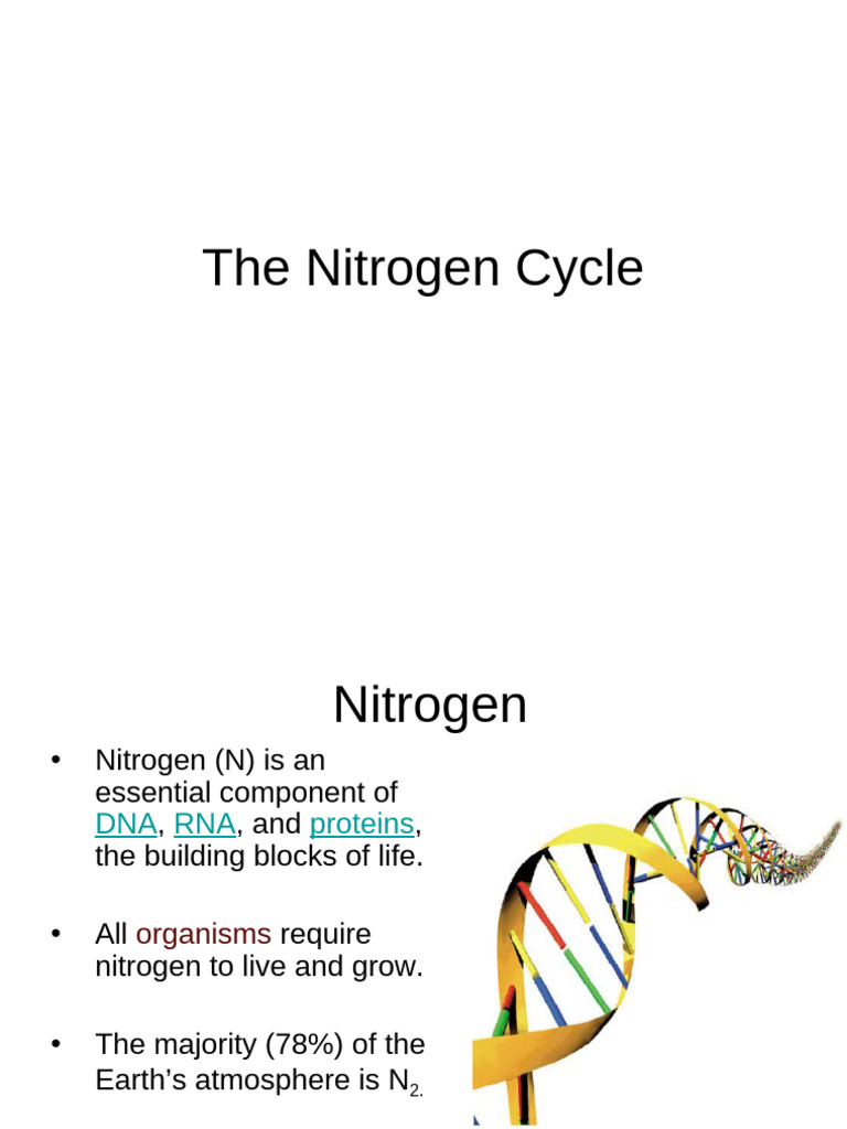Nitrogen Cycle PowerPoint | PDF