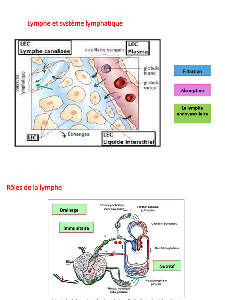Lymphe Et Système Lymphatique: Filtration | PDF