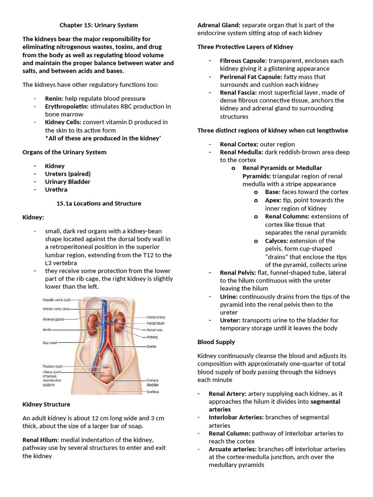 Chapter 15 - Urinary System | PDF