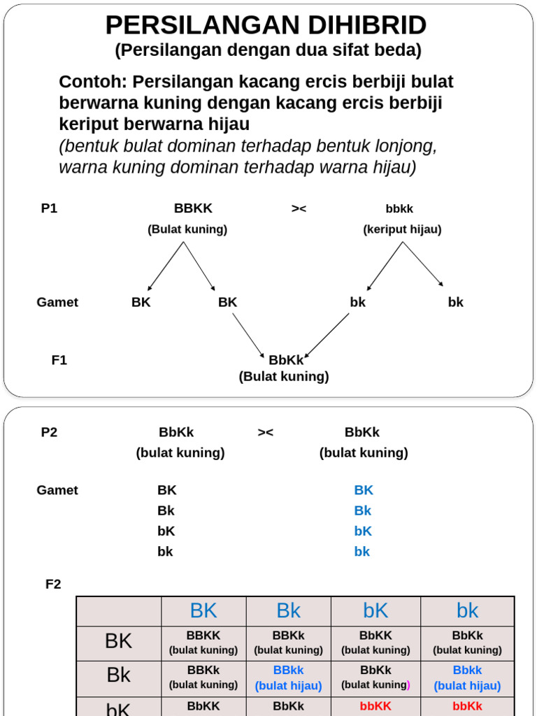 Persilangan Dihibrida | PDF
