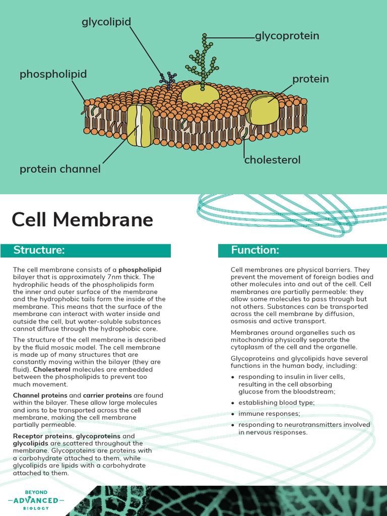 Cell Organelle Information Sheets A4 | PDF