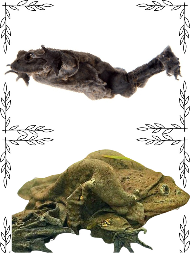 Rana Del Titicaca | PDF