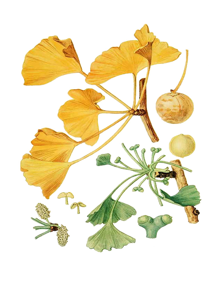 Ginkgo | PDF