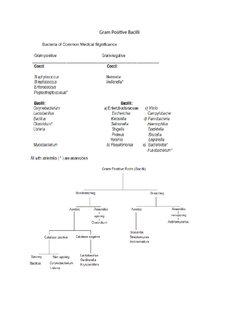 Gram Positive Bacilli 2 | PDF