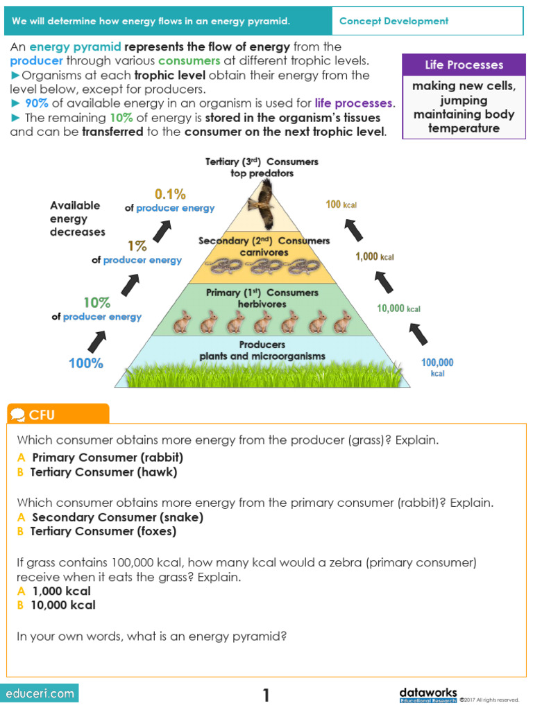 Energy Flow in Ecological Pyramids | PDF | Food Web | Science & Mathematics