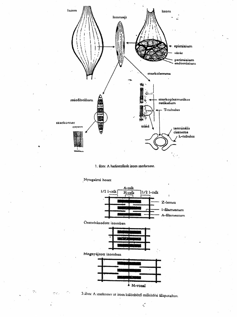 Haráncsíkolt Izom Szerkezete | PDF