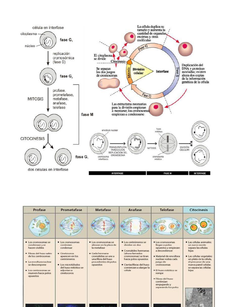 ciclo celular resumen | PDF