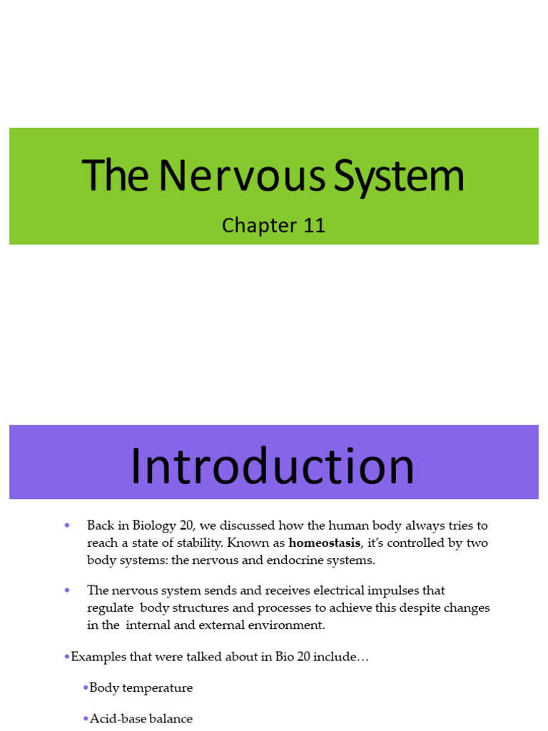 The Nervous System Lecture Notes | PDF | Chemical Synapse | Synapse