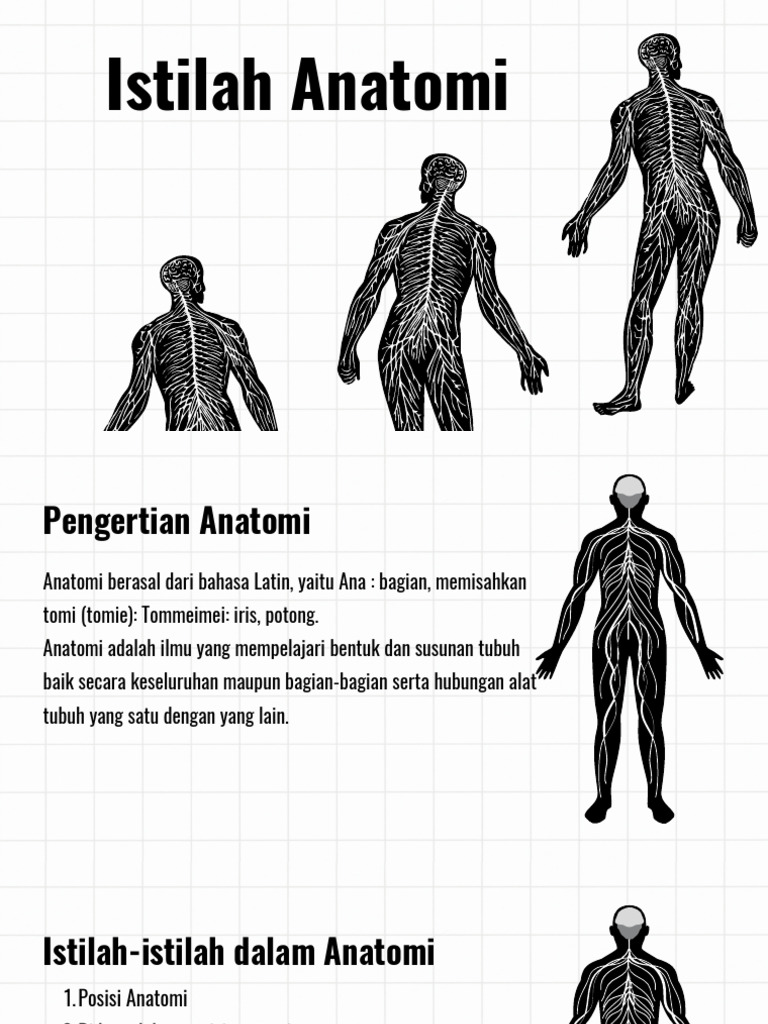 Istilah Anatomi PDF | PDF