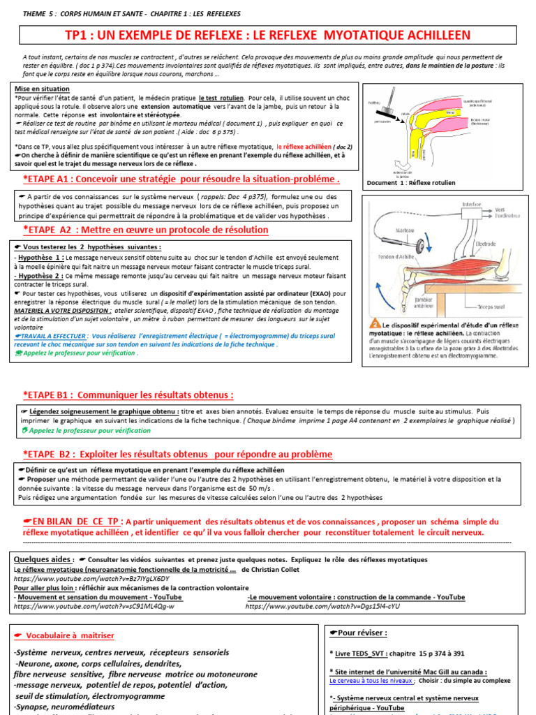 TP1 - Réflexe Myotatique - EleV | PDF
