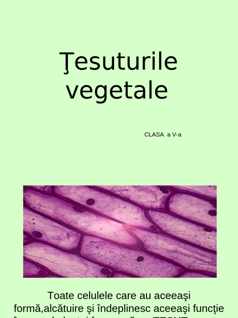 Tesuturi Clasa5 | PDF