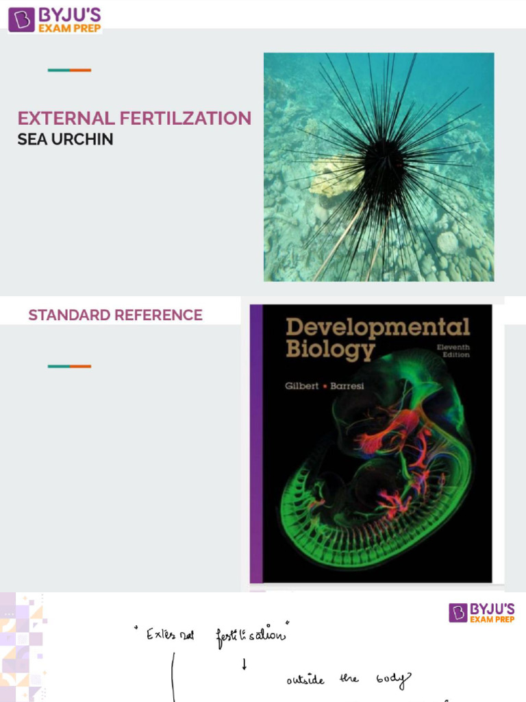 External Fertilization | PDF