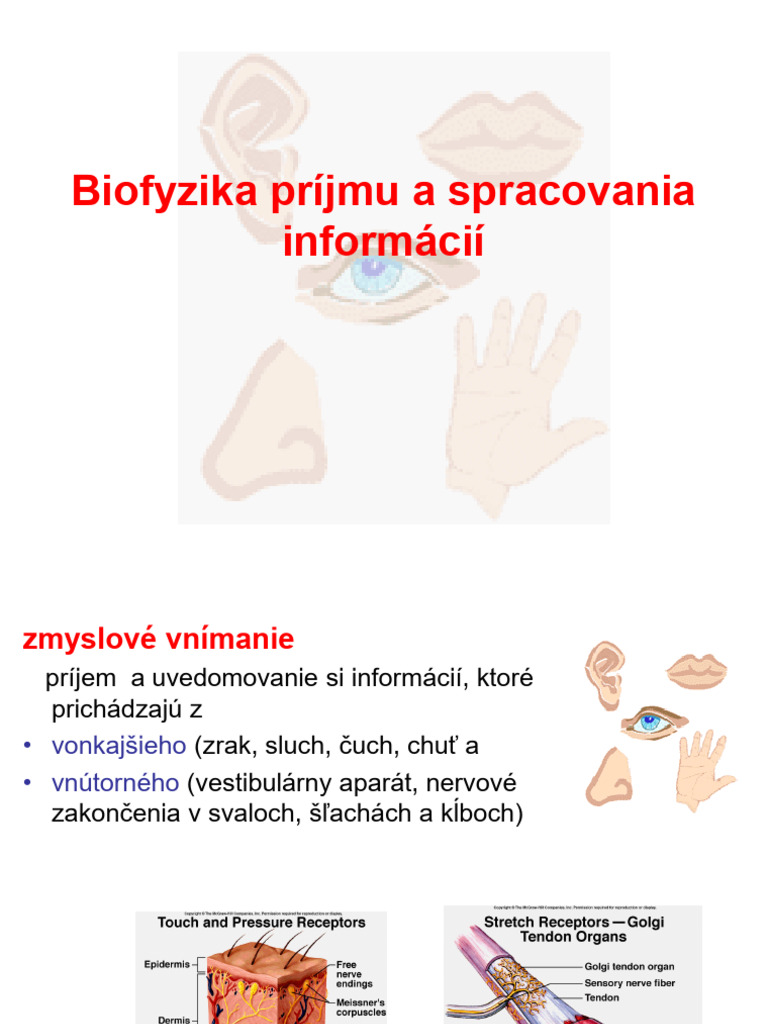 Biofyzika Príjmu A Spracovania Informácií | PDF