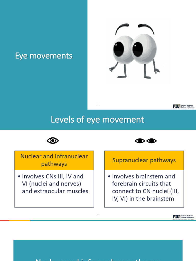 BMS 6636 - Eye Movements (Cranial Nerves III, IV, VI) | PDF