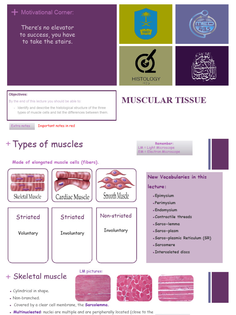 1-muscles | PDF