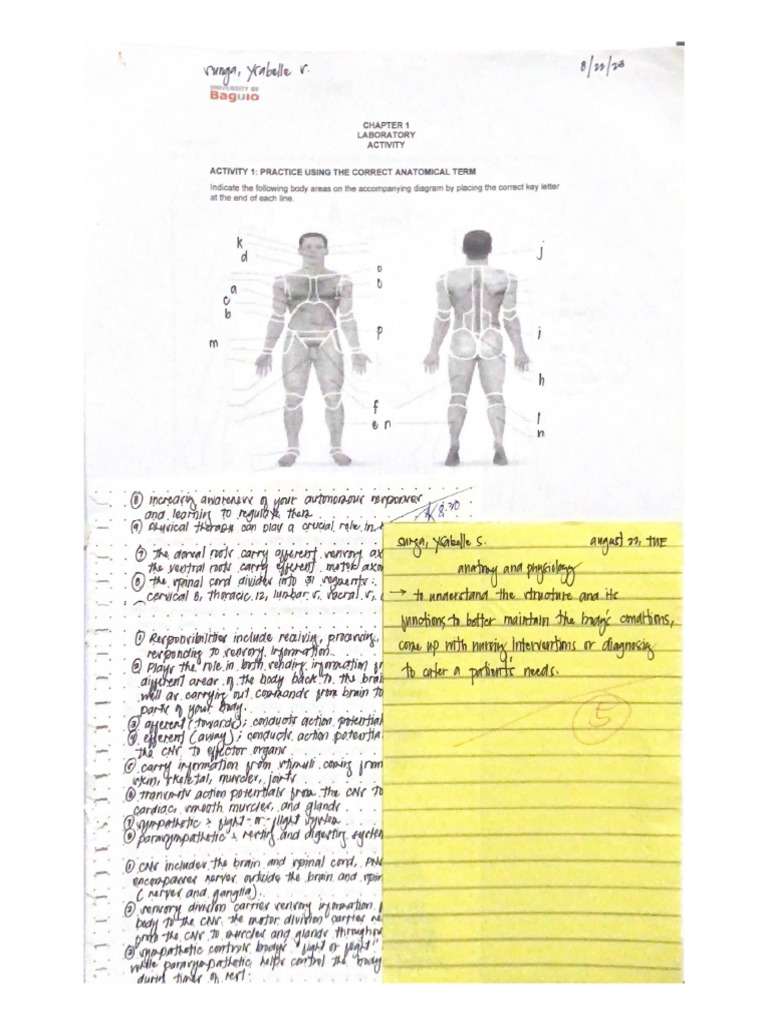 CHAPTER 1 Anatomy | PDF