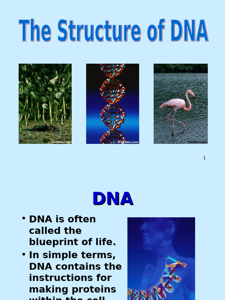 DNA Structure | PDF