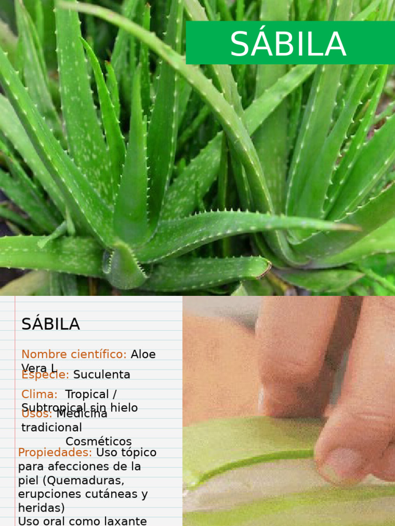 SÁBILA_AVENTUREROS | PDF