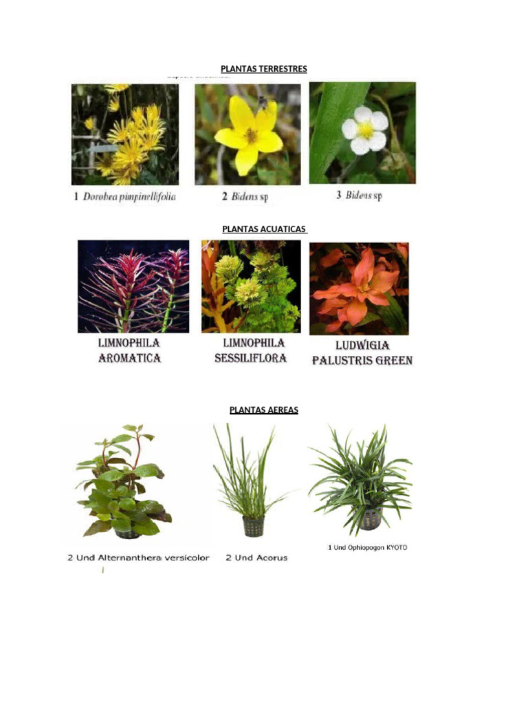 Plantas Terrestres | PDF
