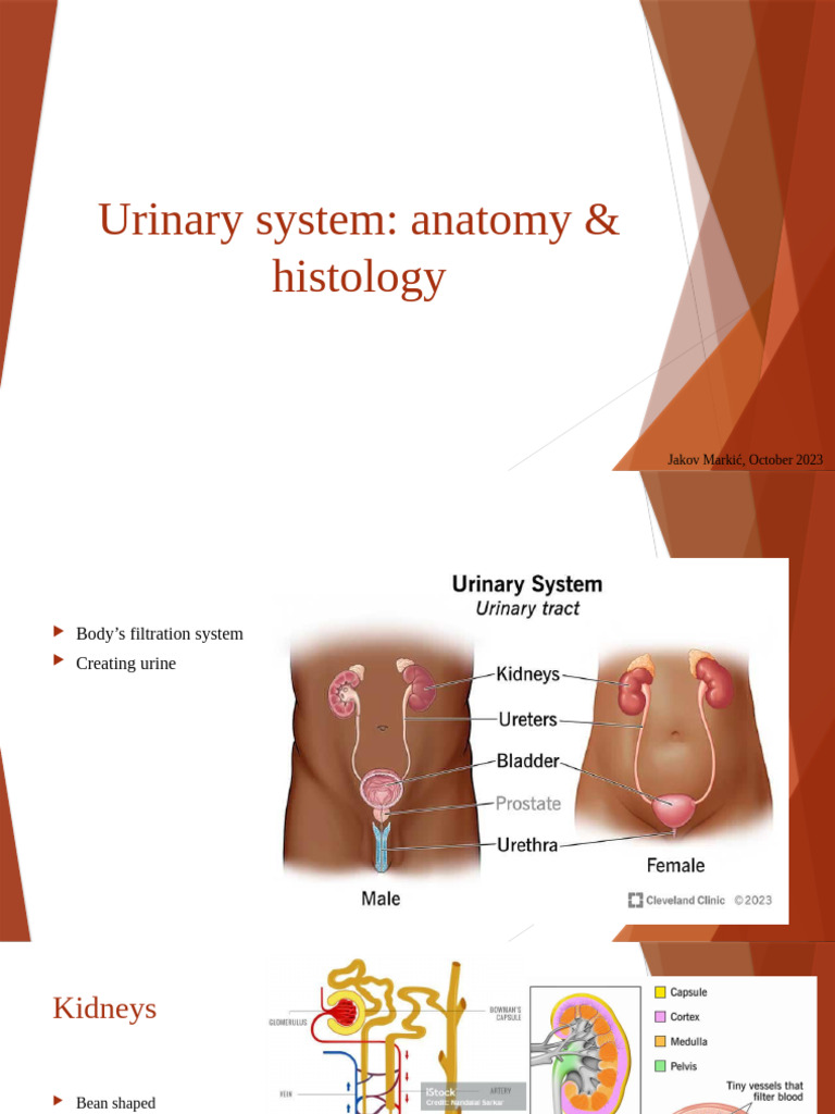 Urinary System | PDF
