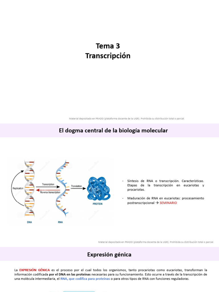 Tema 3 Transcripcion | PDF