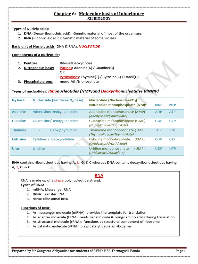 Notes - Molecular Basis of Inheritance | PDF