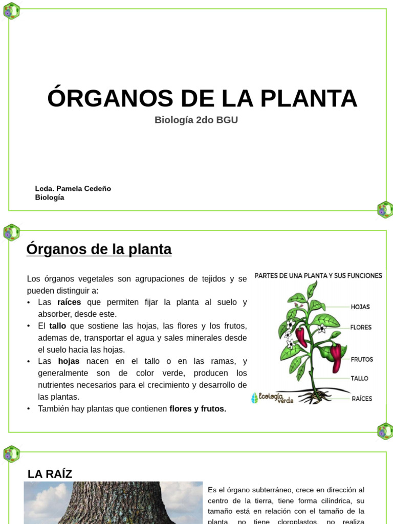 Órganos de La Planta | PDF