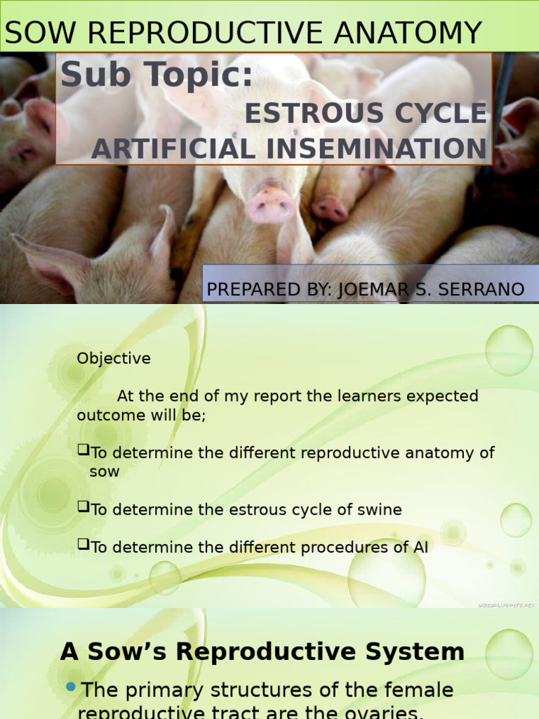 Reproductive Anatomy of Swine Serrano Joemar | PDF