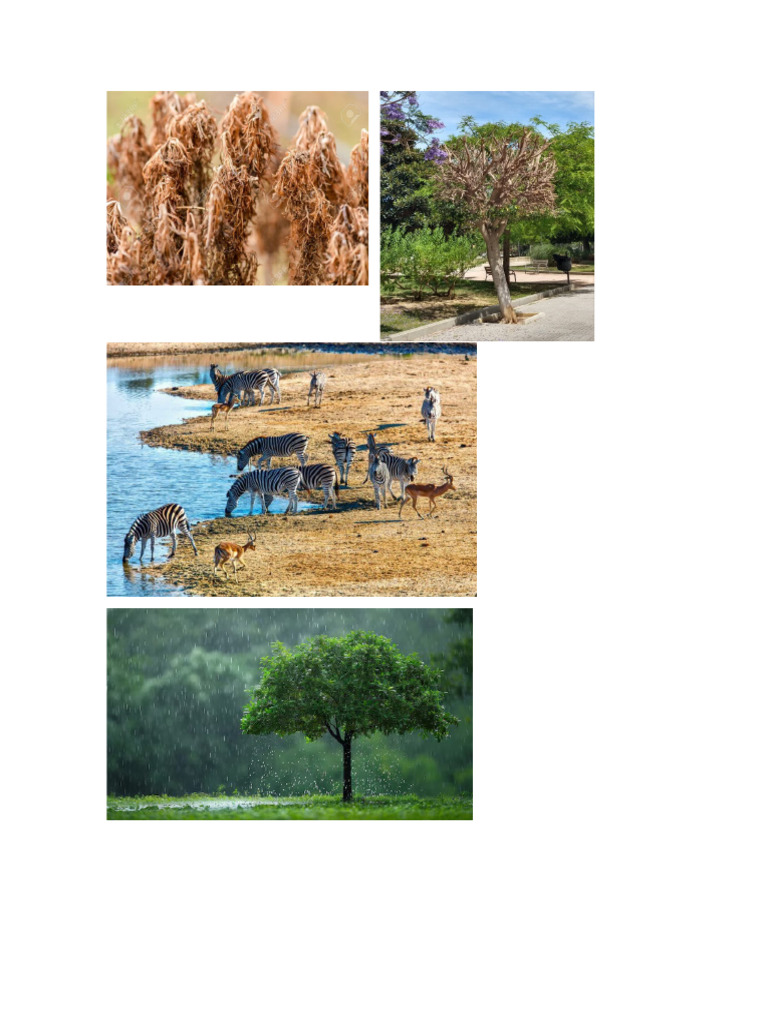 Plantas de Angel | PDF
