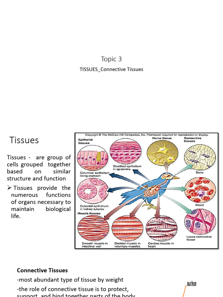 Connective Tissues | PDF | Social Science