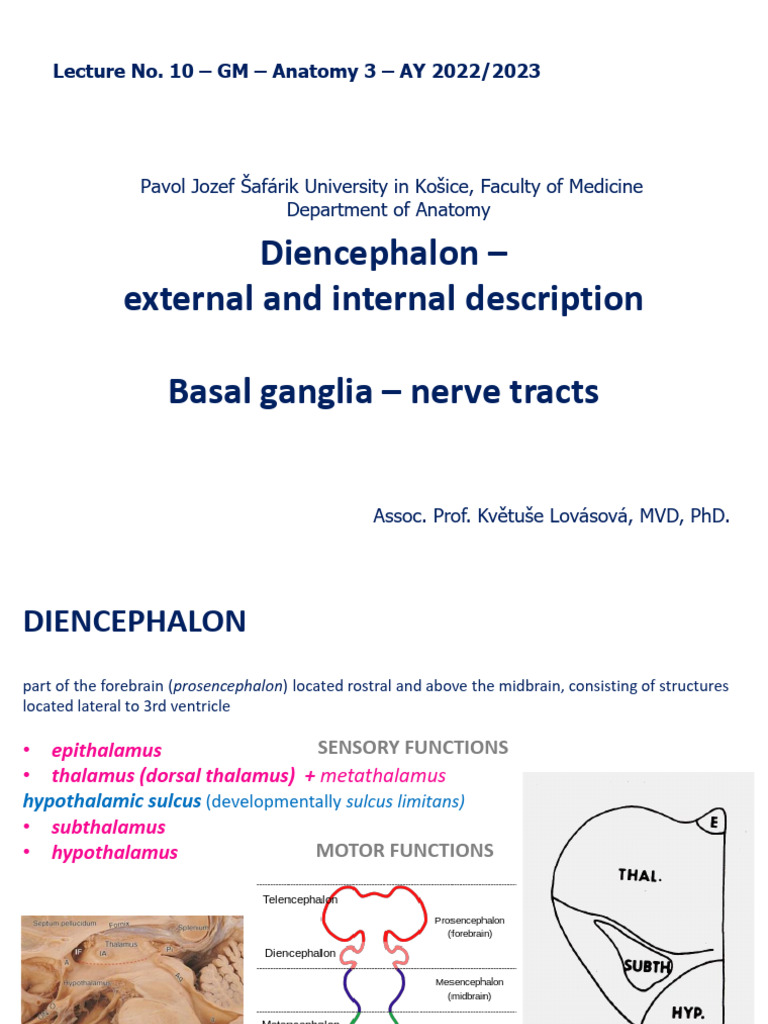 10 Dienceph Basal Gang 22355a2a3dc5e | PDF