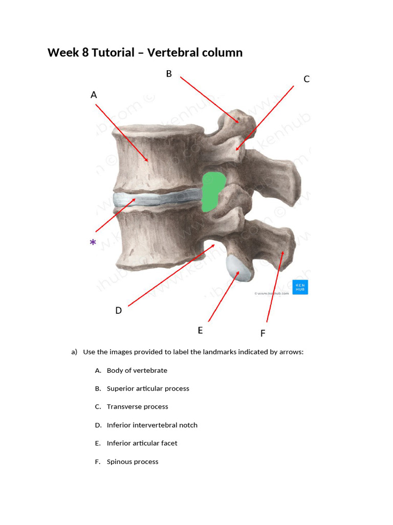 Vertebral Column Anatomy and Movements | PDF | Vertebra | Science ...