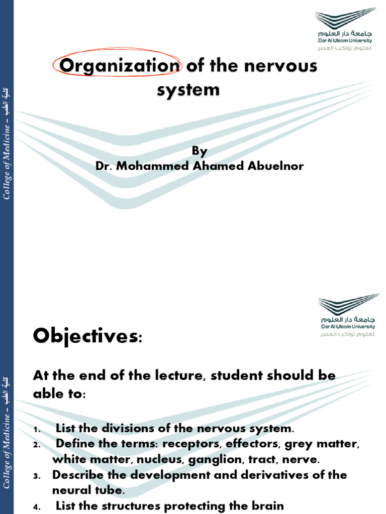 Organization of The Nervous System | PDF