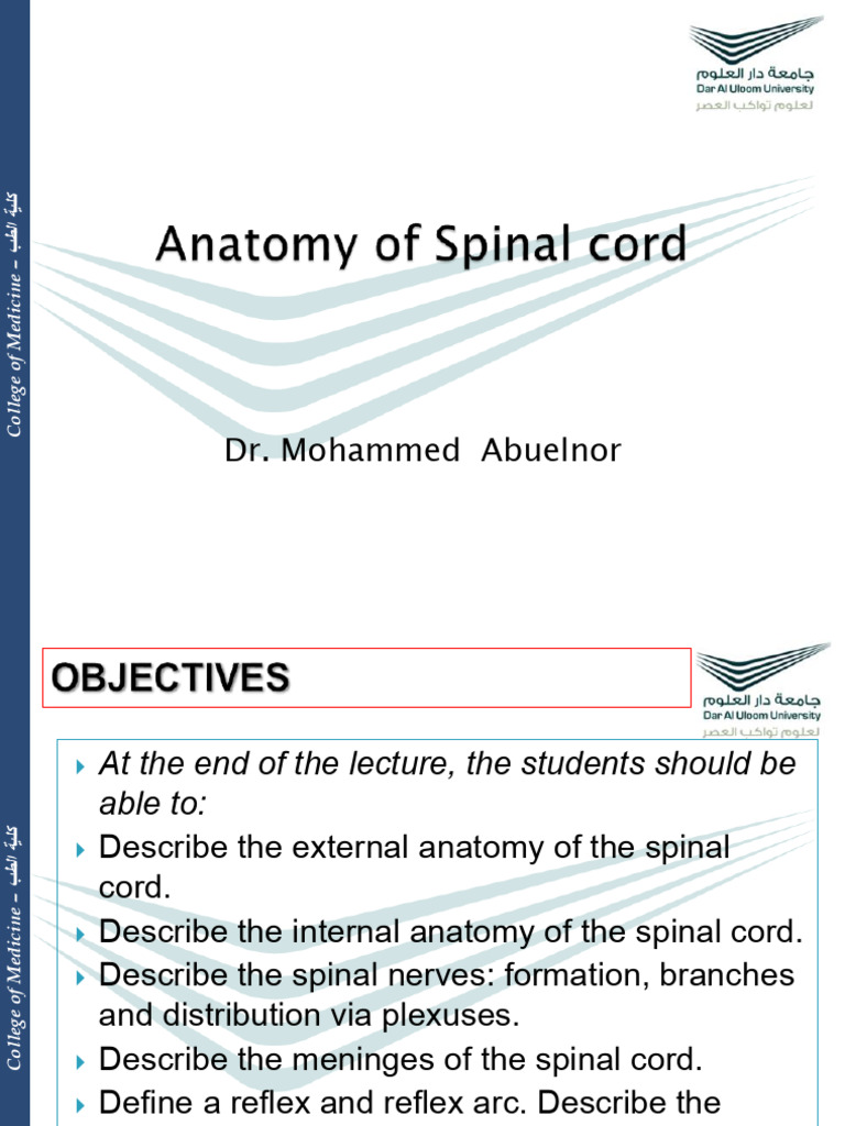 Anatomy of Spinal Cord | PDF