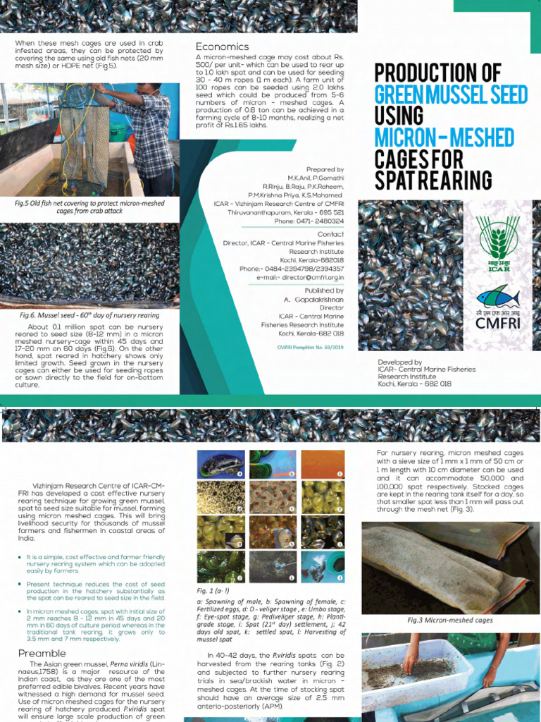 Production of Green Mussel Seed Using Micro Mesh For Spat Rearing - 2019 - M K Anil | PDF