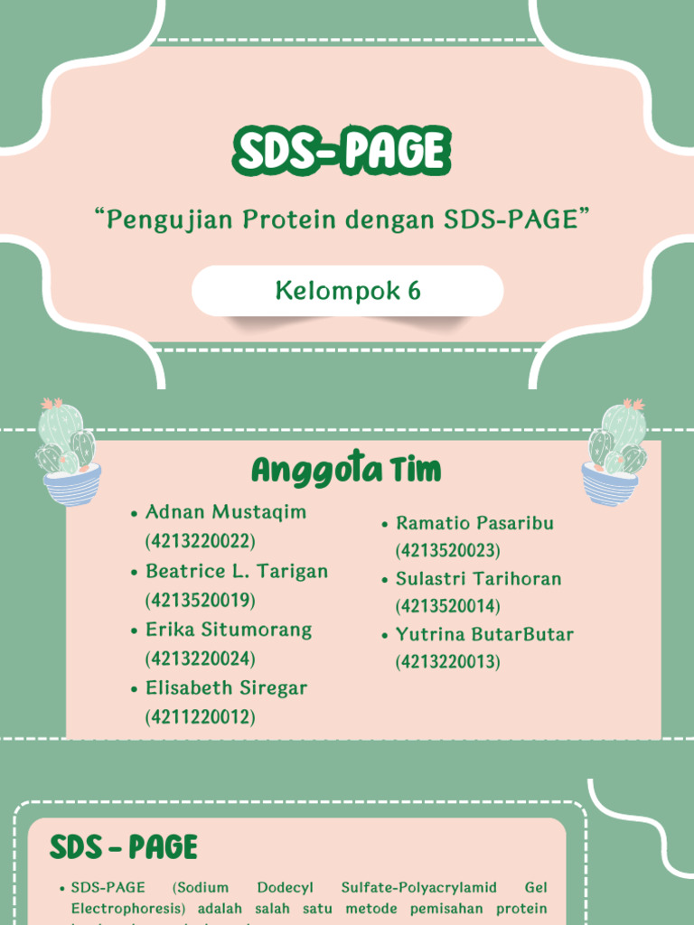 Kelompok 6 - Pengujian Protein Sds-Page | PDF | Gel Electrophoresis | Polyacrylamide Gel ...