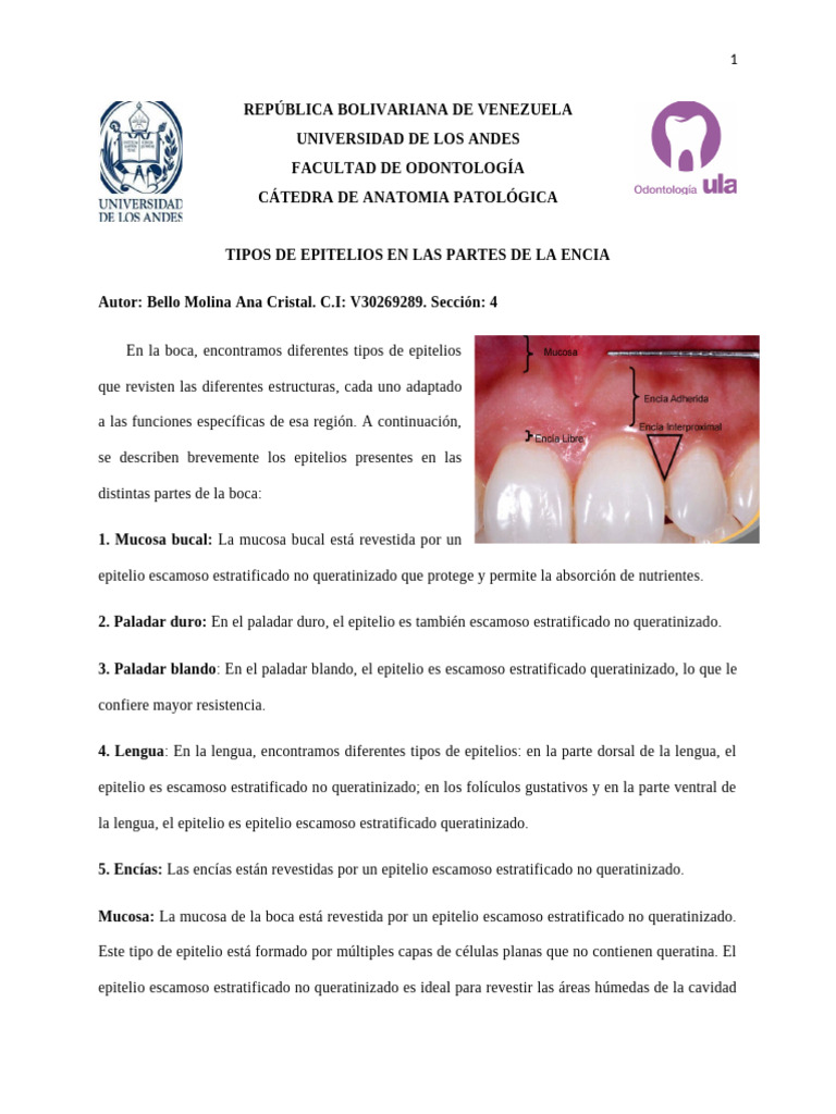 Epitelios de las partes de la encia | PDF