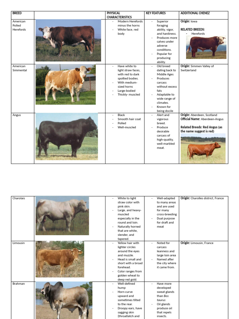 Cattle Breeds and Types | PDF | Cattle | Dairy Cattle