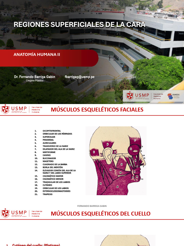 S6 - Regiones de La Cara | PDF | Nariz humana | Estudios de idiomas ...