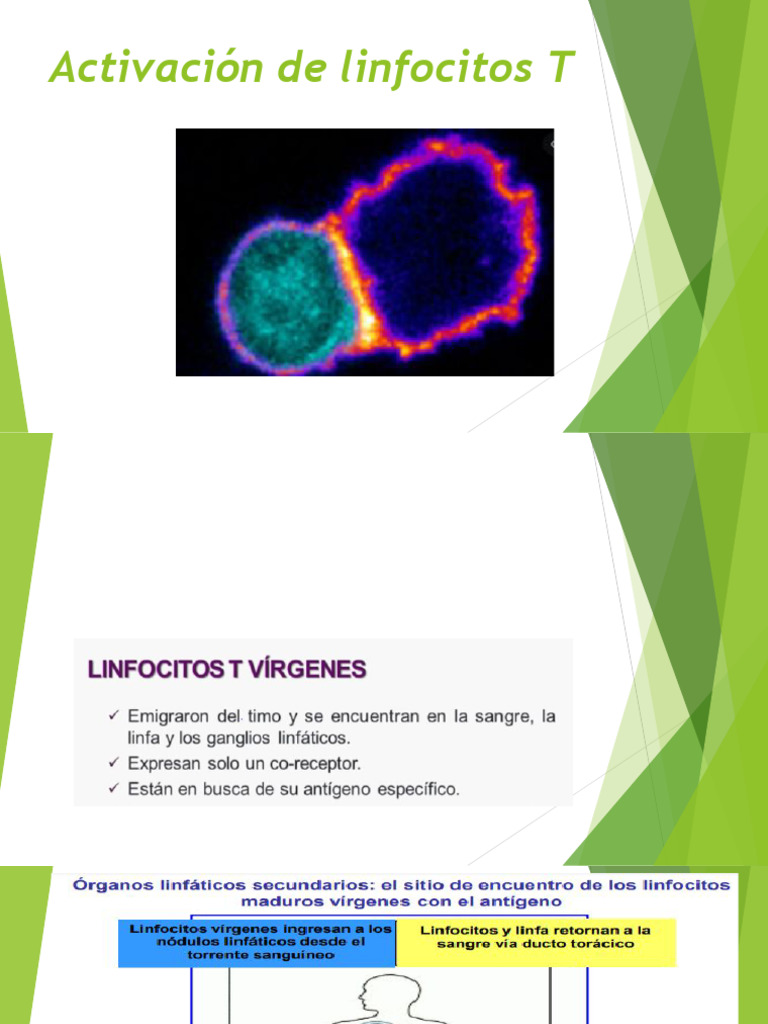 Clase #14 Activación de Linfocitos T | PDF