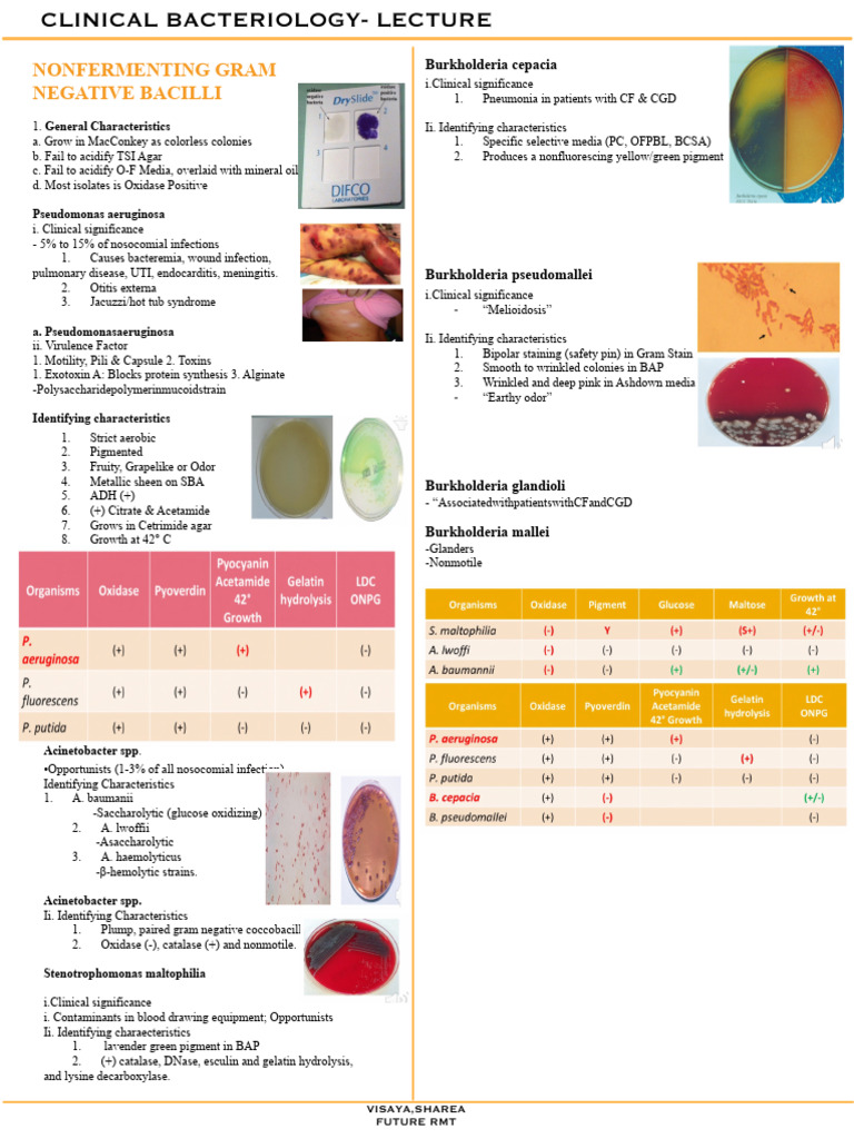 Nonfermenting Gram Negative Bacilli Lec | PDF