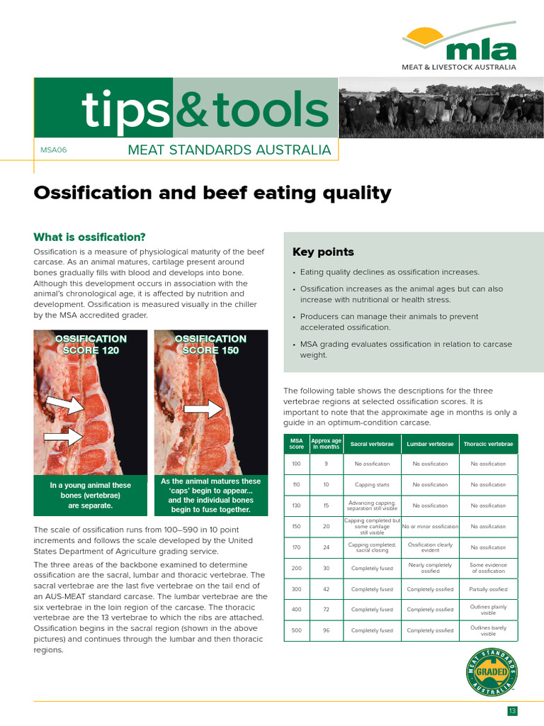 Ossification and Beef Eating | PDF