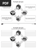Lizard Life Cycle Stages Explained | PDF