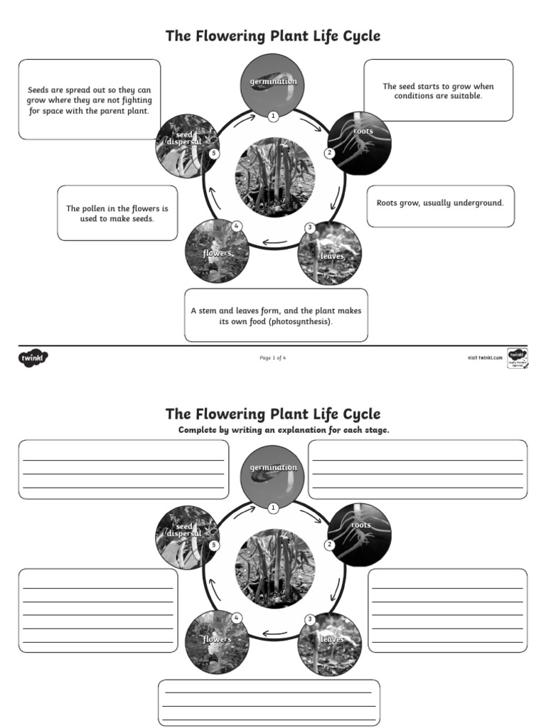 Flowering Plant Life Cycle | PDF | Flowers | Seed