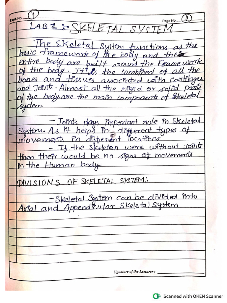 Anatomy Lab Practical Skeletal System | PDF