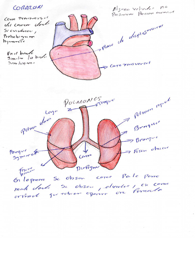 Práctica Fores | PDF