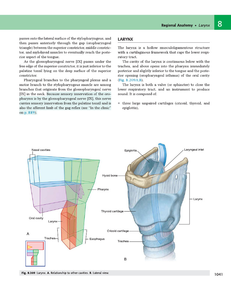 Larynx | PDF